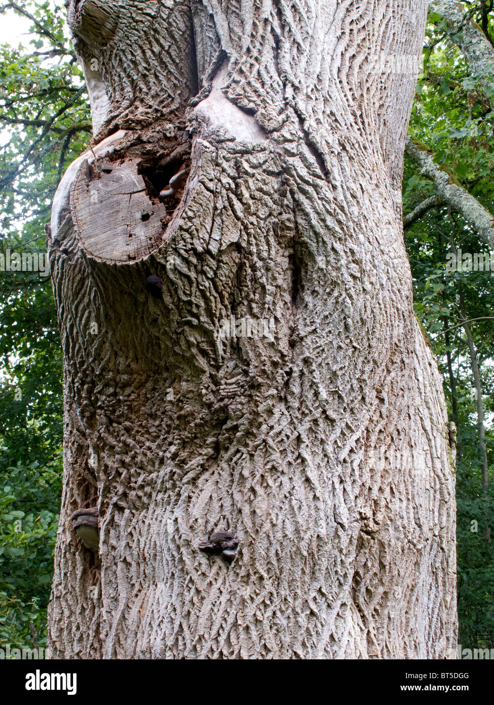 Gnarled tree hi-res stock photography and images - Alamy