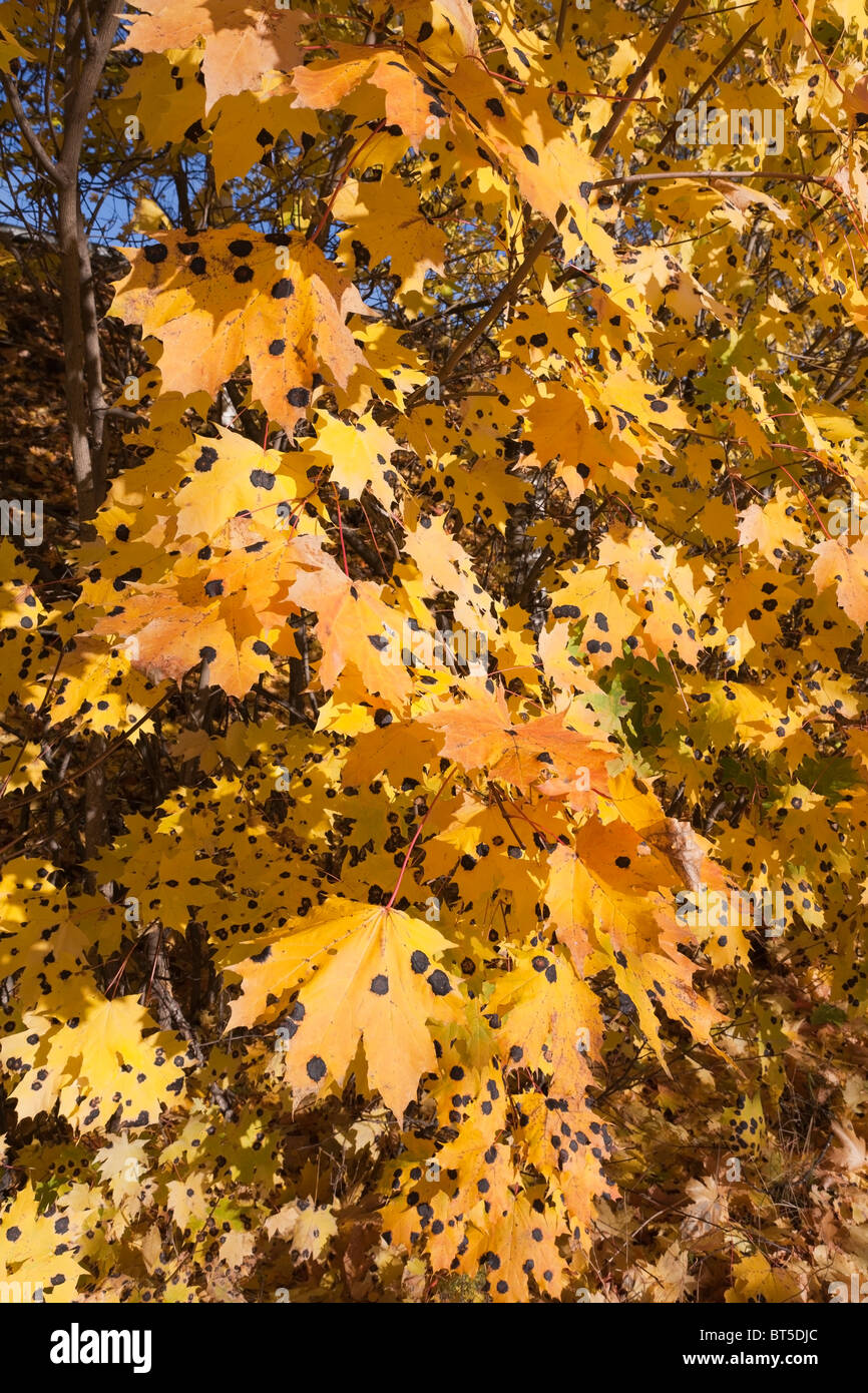 yellow maple leaves with tar spot disease Stock Photo - Alamy