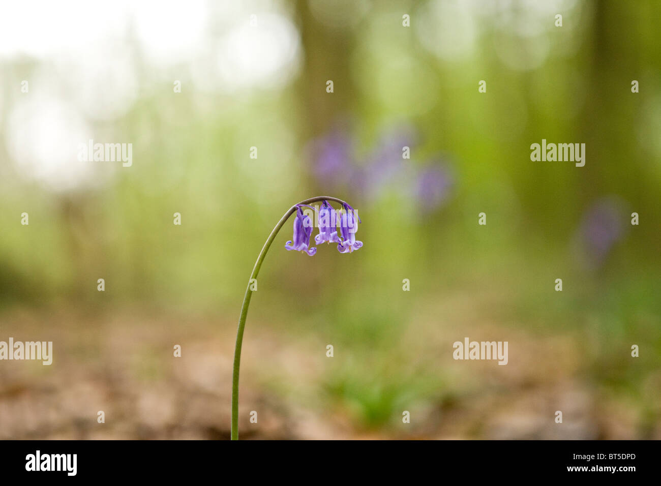 A bluebell in a wood in spring Stock Photo - Alamy