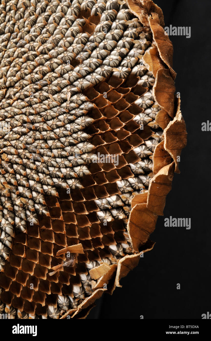 Close up dry sunflower hi-res stock photography and images - Alamy