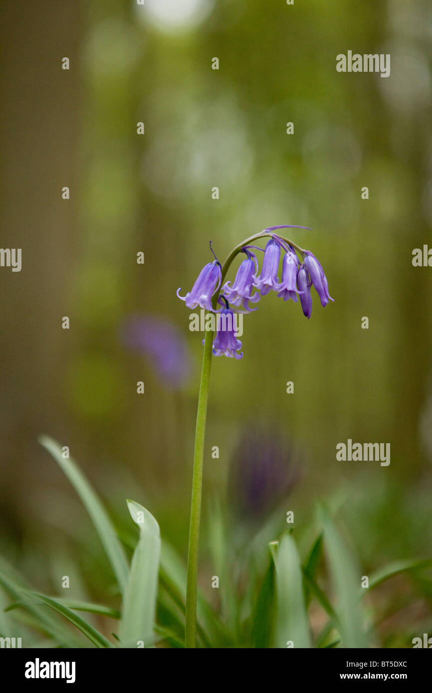 Bluebell in spring hi-res stock photography and images - Alamy
