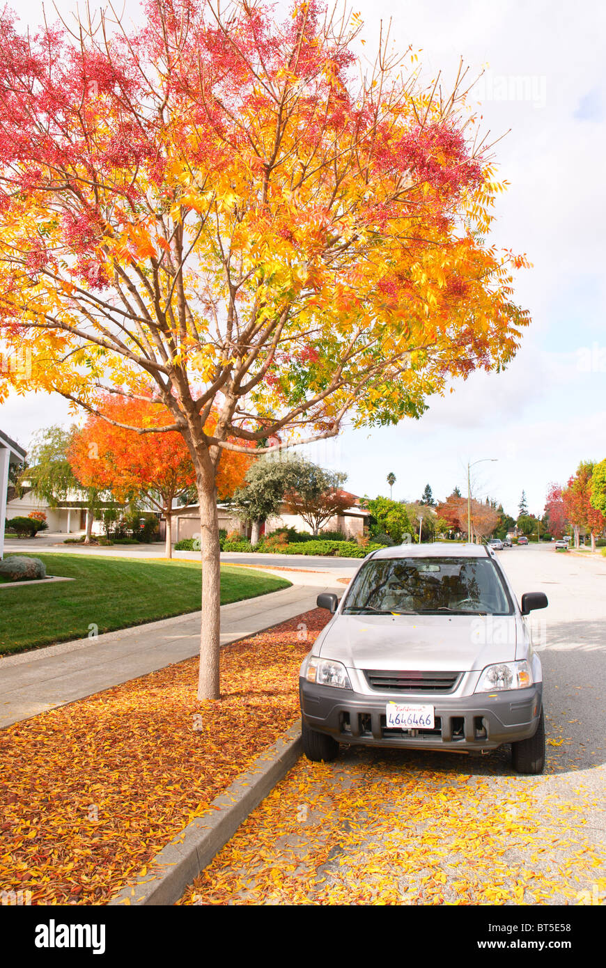 Colorful yellow orange red Fall leaves on the pavement next to a parked ...