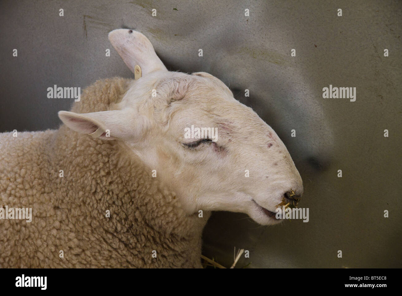 Border leicester sheep hi-res stock photography and images - Alamy