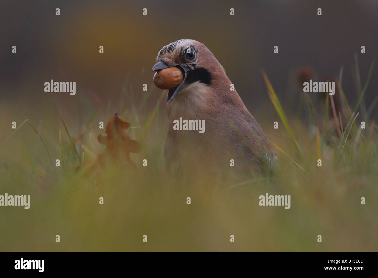 Jay bird oak hi-res stock photography and images - Alamy