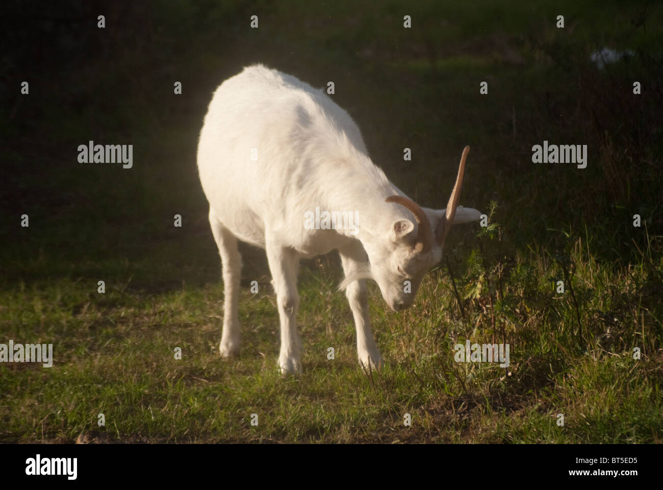 Goat white hi-res stock photography and images - Alamy