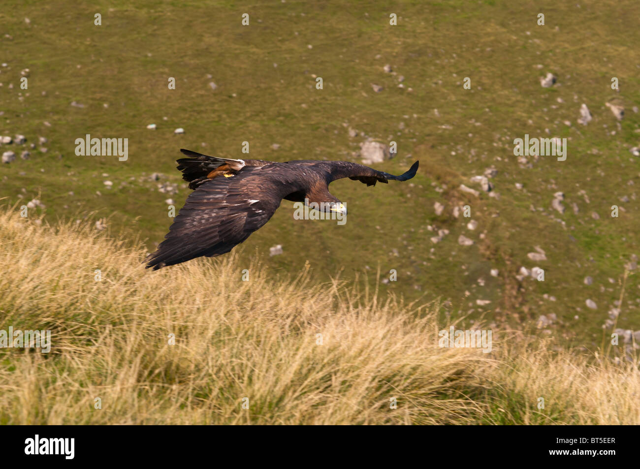 Golden eagle flying scotland hi-res stock photography and images - Alamy