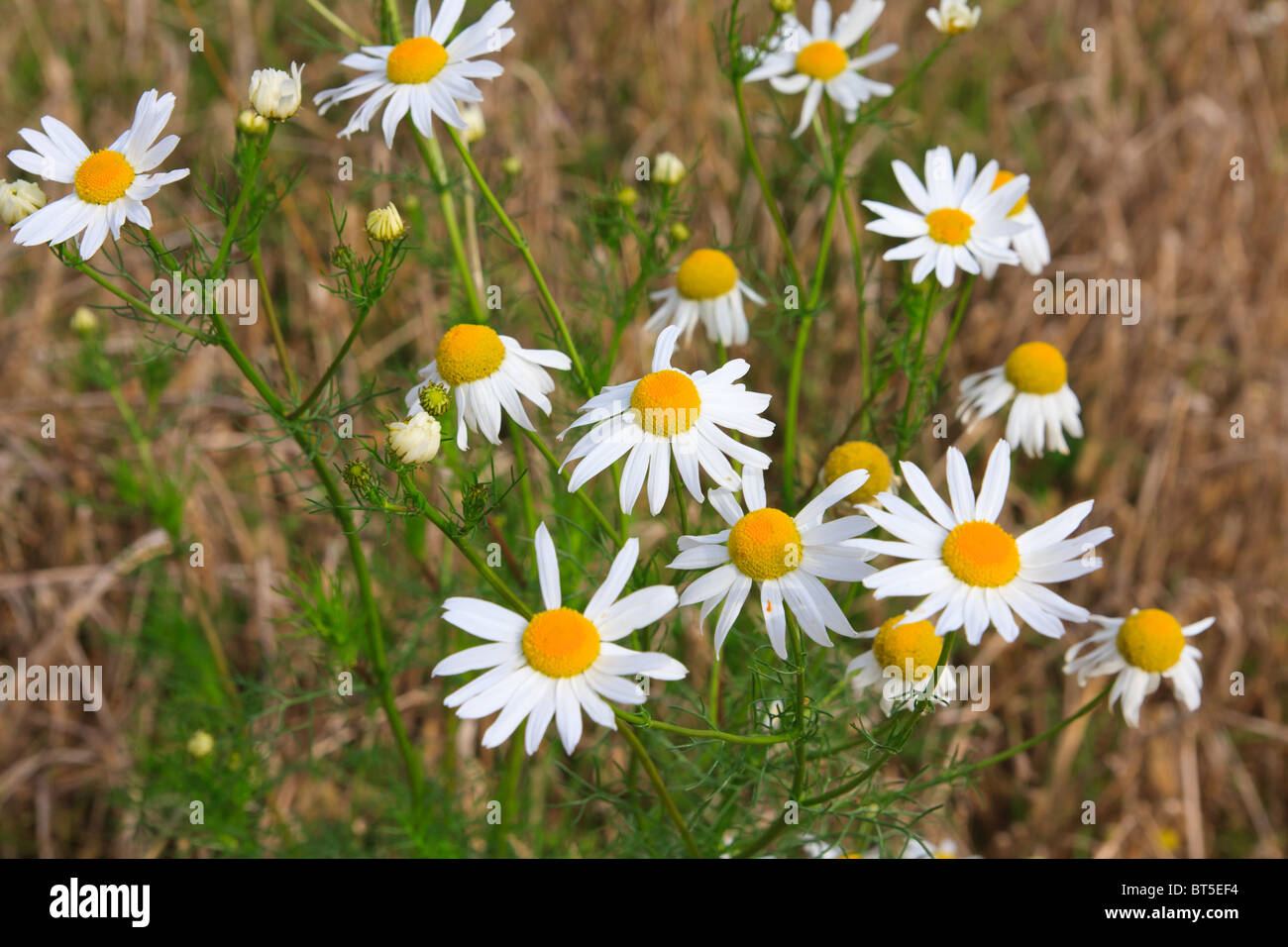Bunch of wild camomile flowers Stock Photo - Alamy