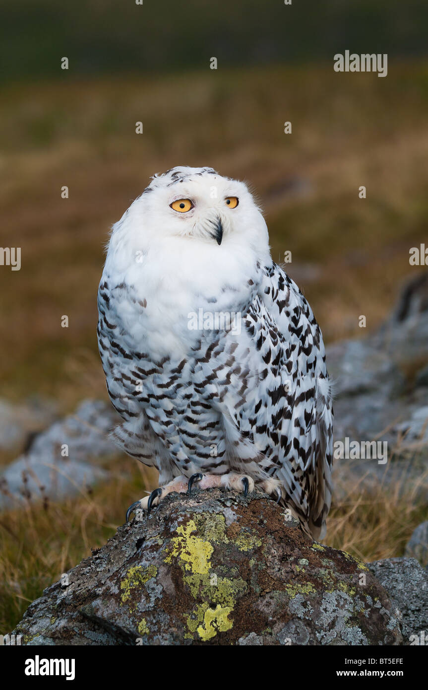 Snowy owl (Bubo scandiacus Stock Photo - Alamy