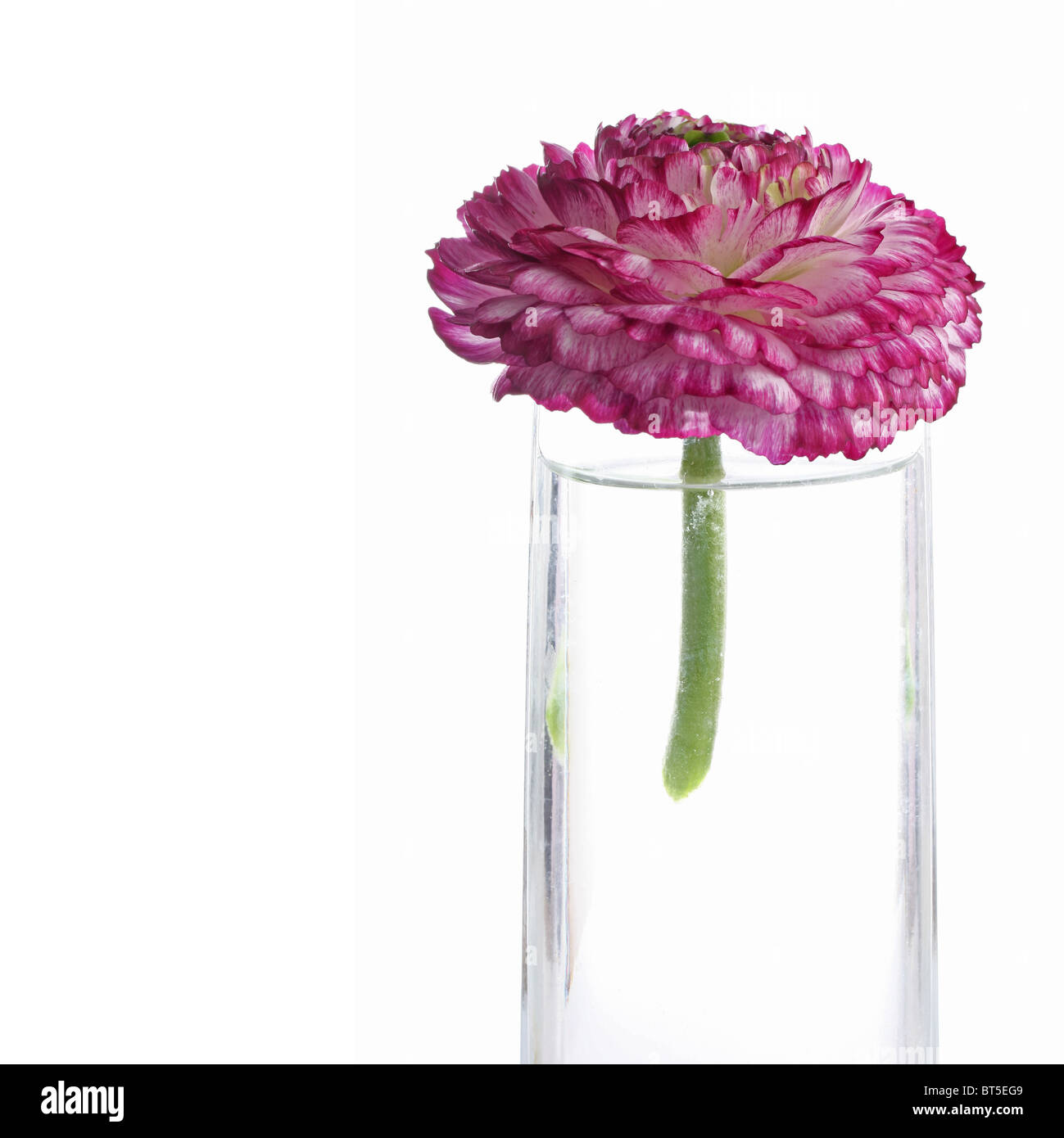 Bright pink Ranunculus in a glass vase Stock Photo - Alamy