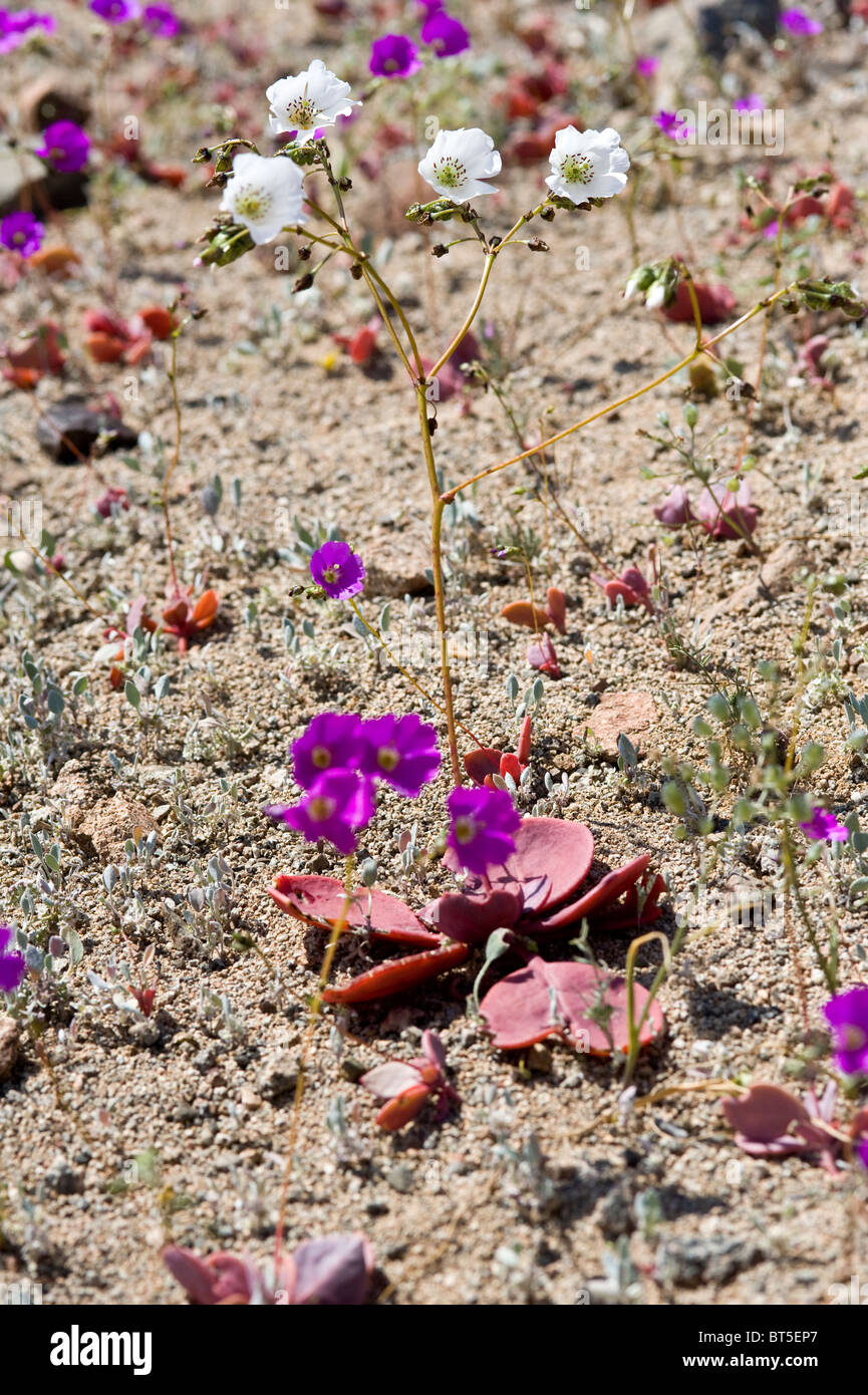 Cistanthe grandiflora purple and white variety flowers during 'desierto ...