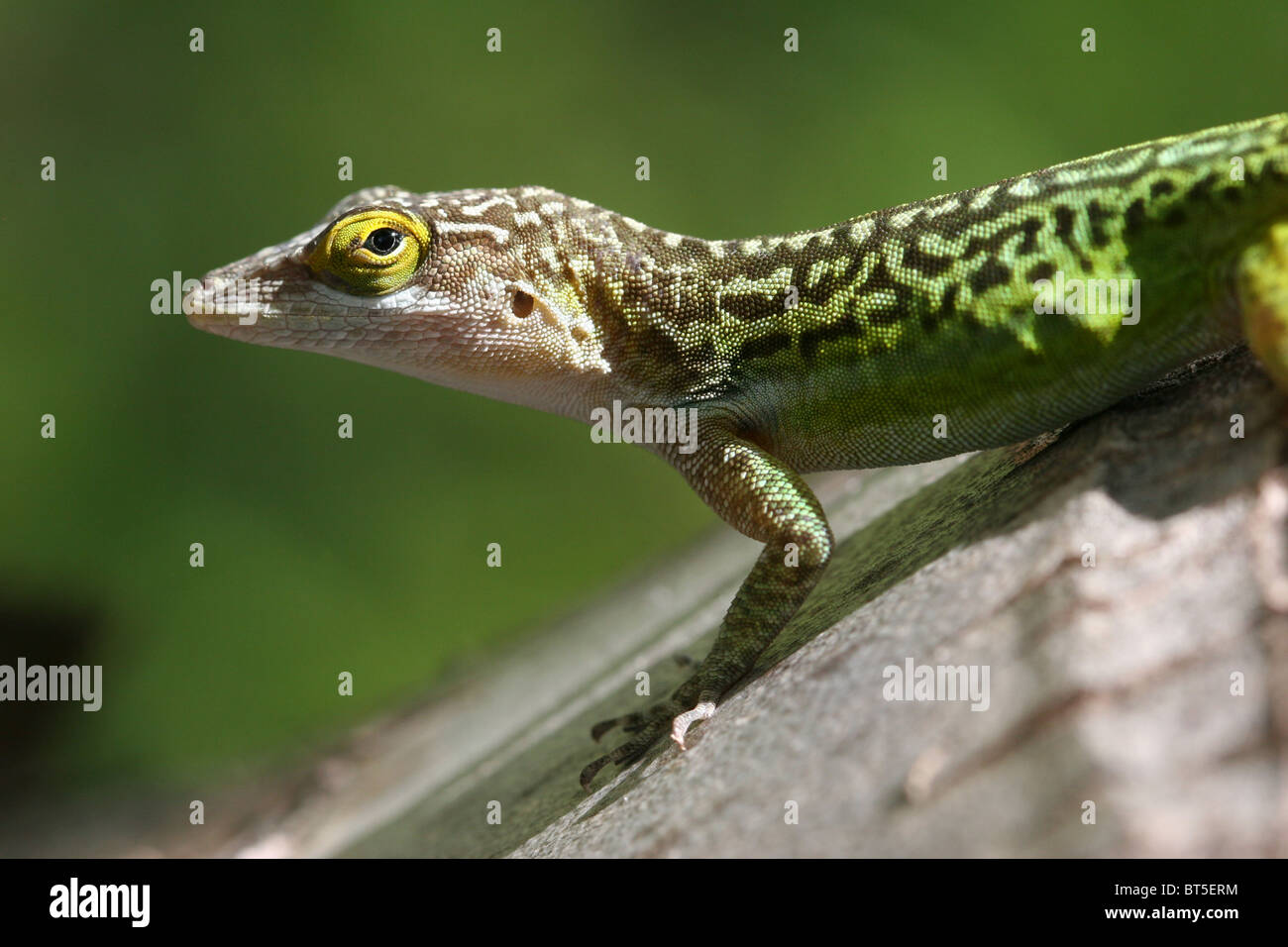 Lizard on Palm Stock Photo - Alamy