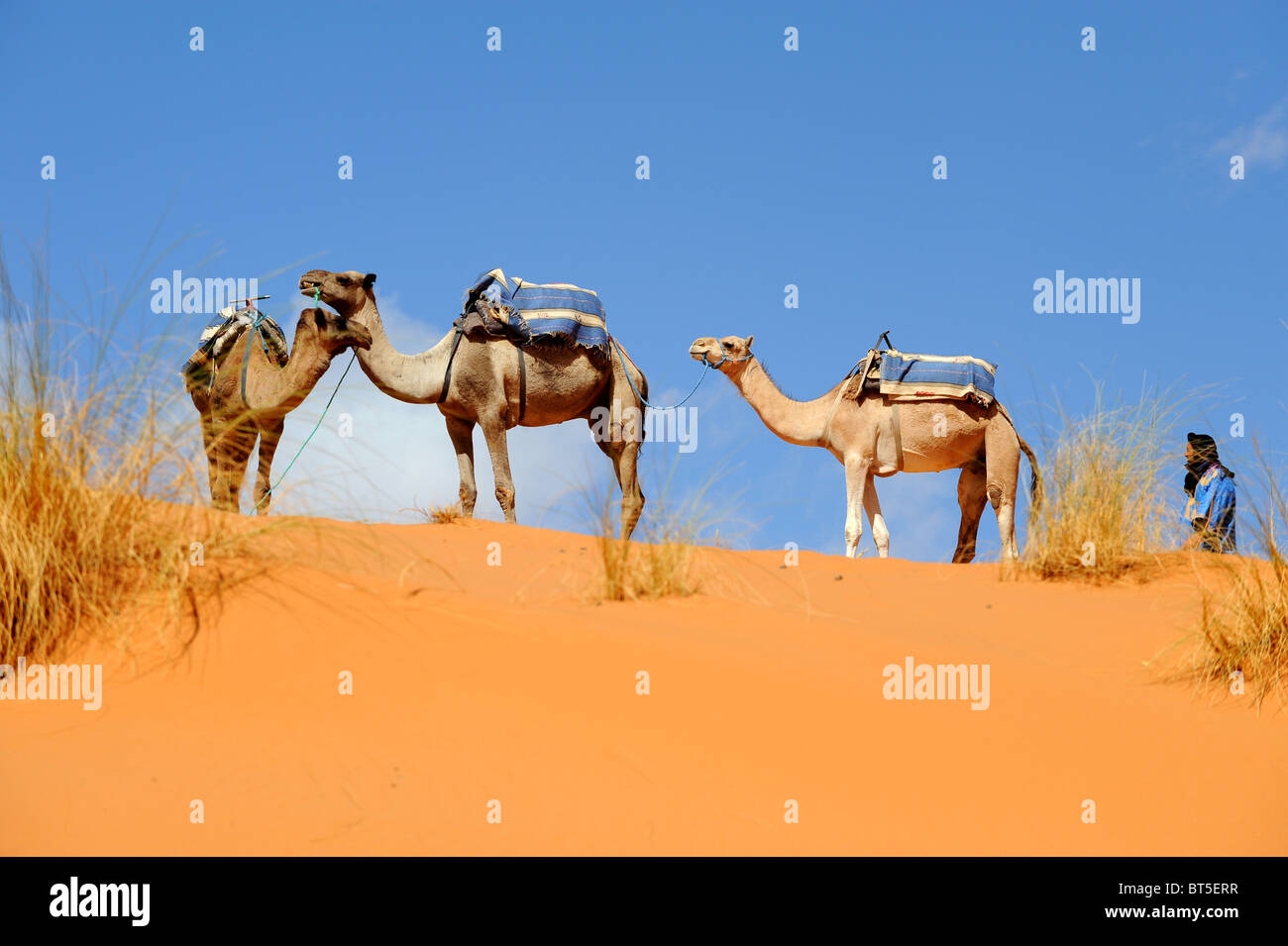 Three camels hi-res stock photography and images - Alamy