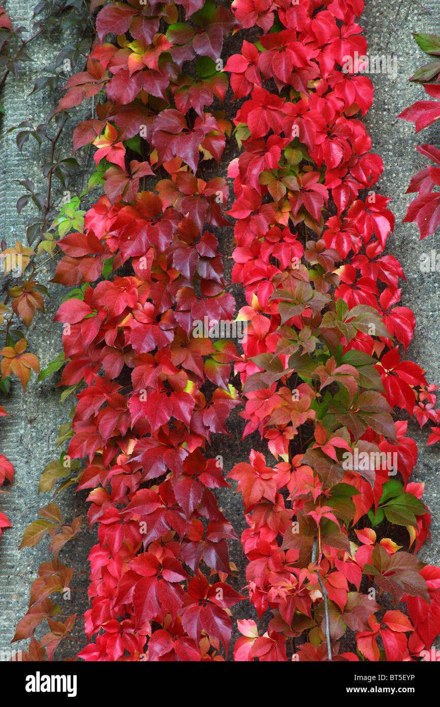 Red scarlet hi-res stock photography and images - Alamy