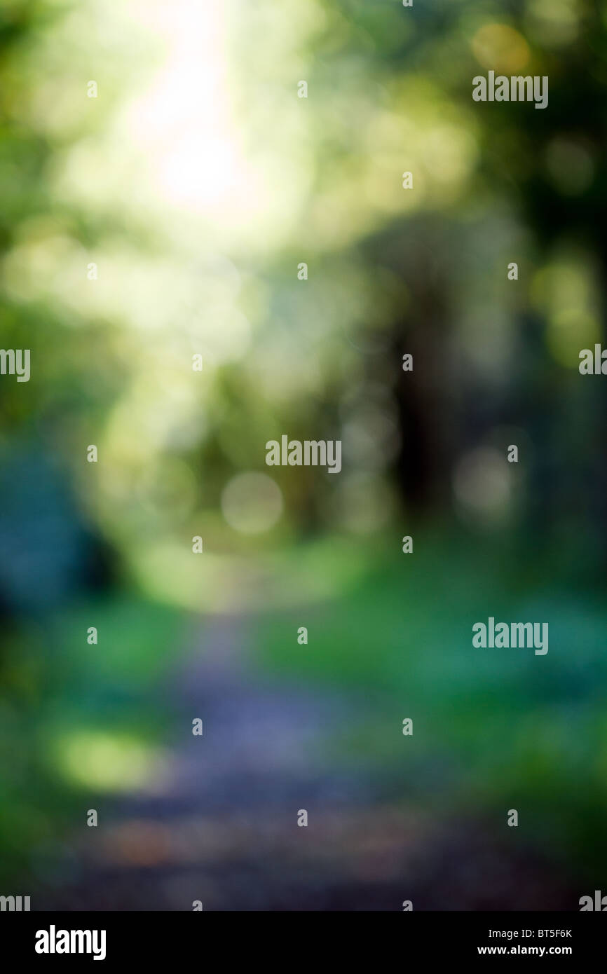 Out of Focus Forest Path. Bokeh Background for your object or Portrait ...