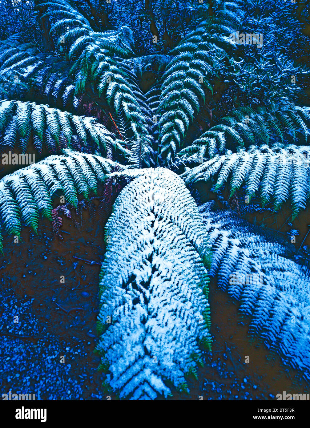 Ice ferns hi-res stock photography and images - Alamy