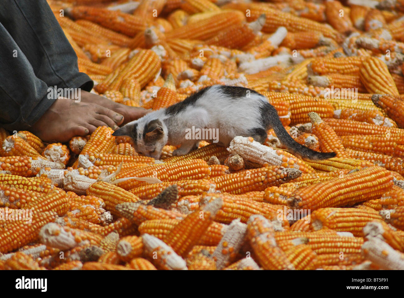 Drying maize cobs hi-res stock photography and images - Alamy