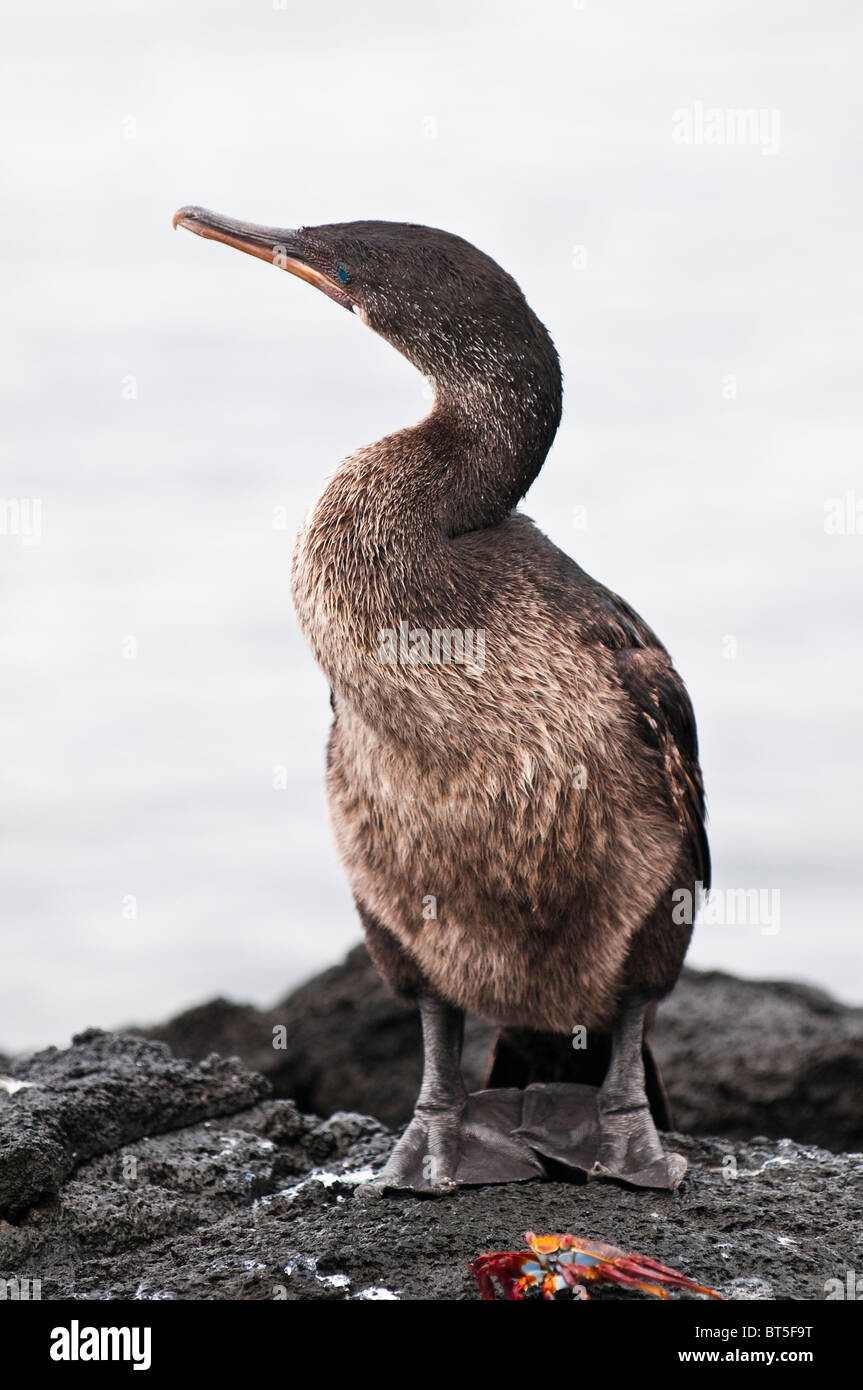 Galapagos Islands, Ecuador. Flightless cormorant (Phalacrocorax harrisi ...