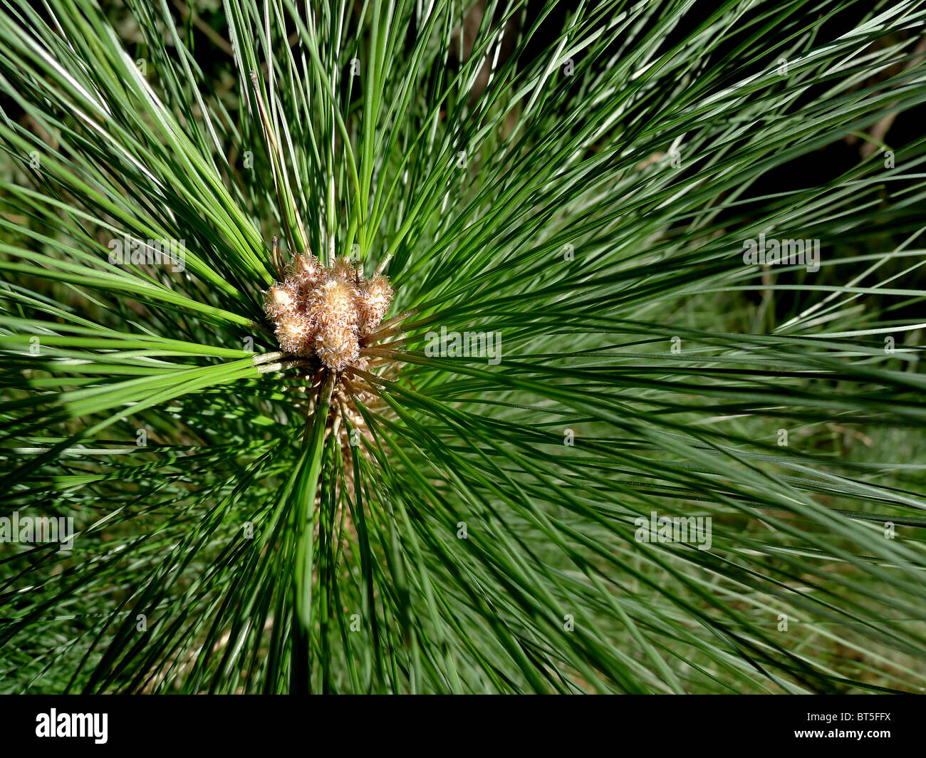Top of a Pine tree branch Stock Photo - Alamy