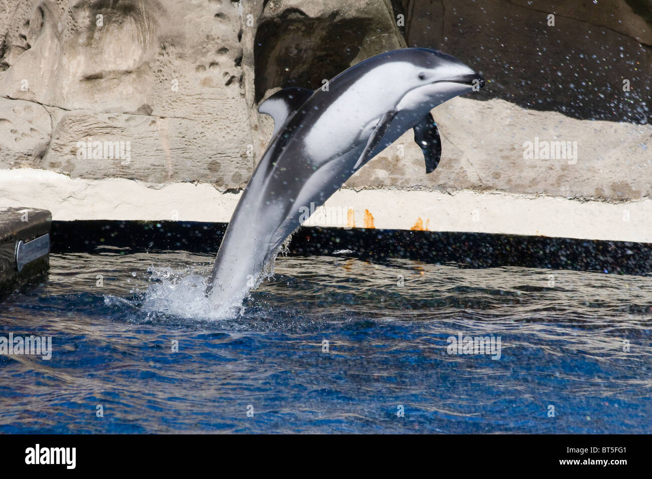 Pacific white-sided dolphins at Vancouver Aquarium Stanley Park Stock ...