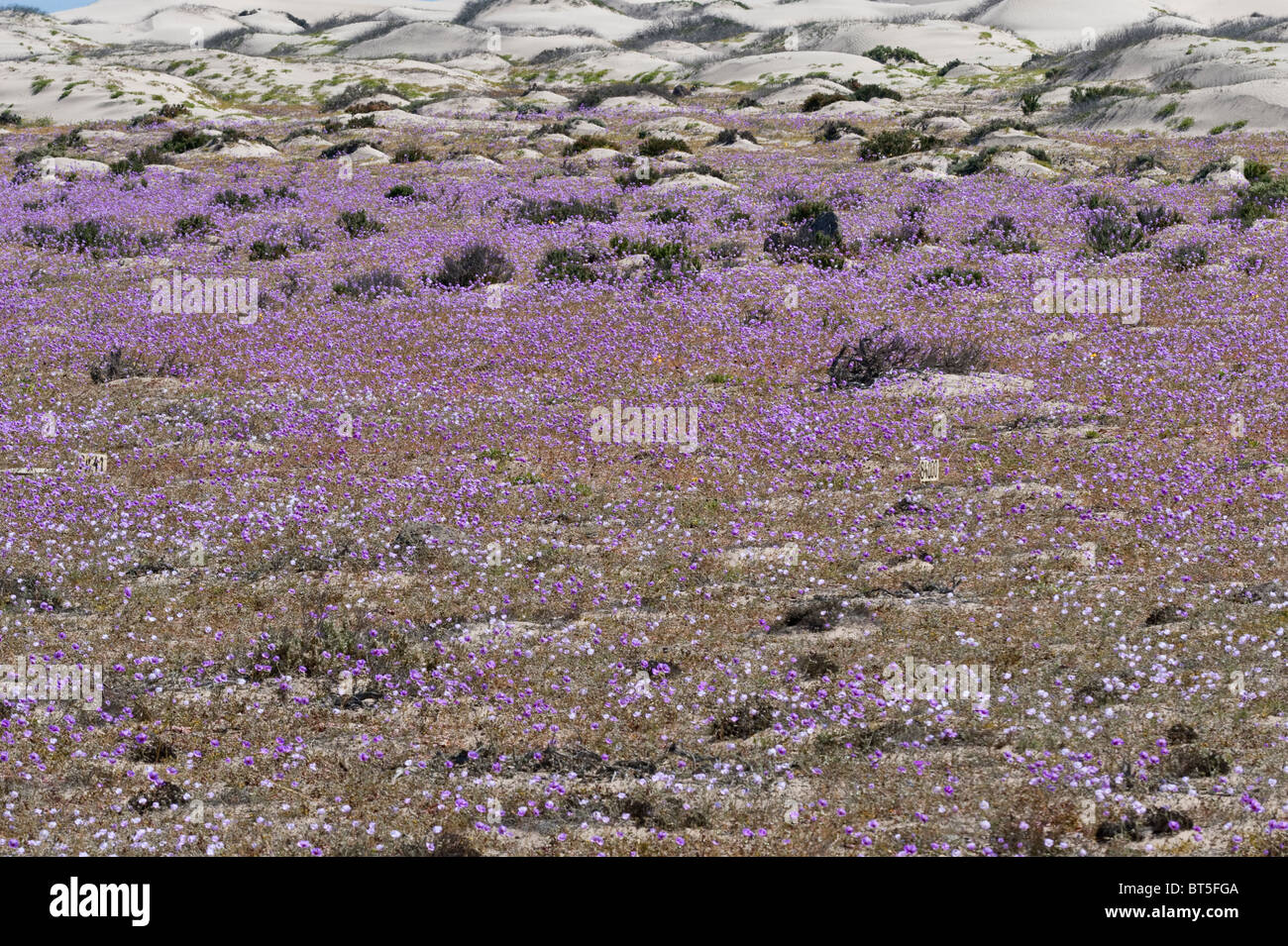 Atacama Desert Flowers
