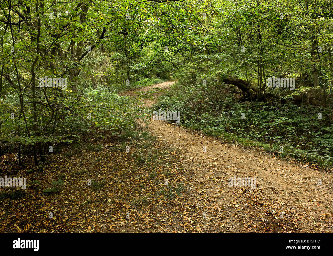 A path through woodland in Thorndon Park in Essex. Photo by Gordon ...