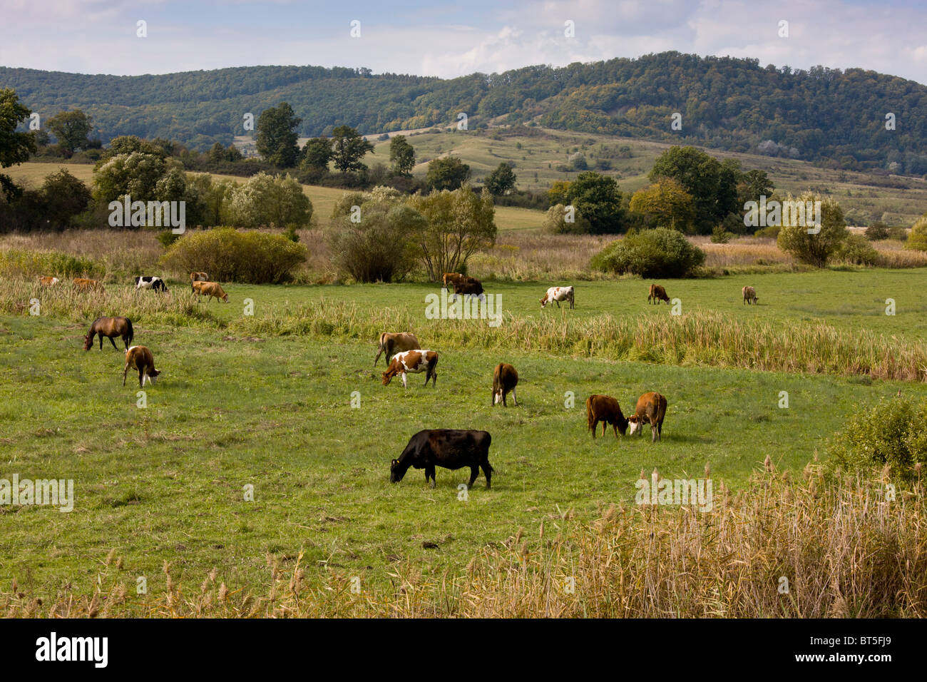 Communal herd of cattle from the saxon village of Viscri, grazing ...