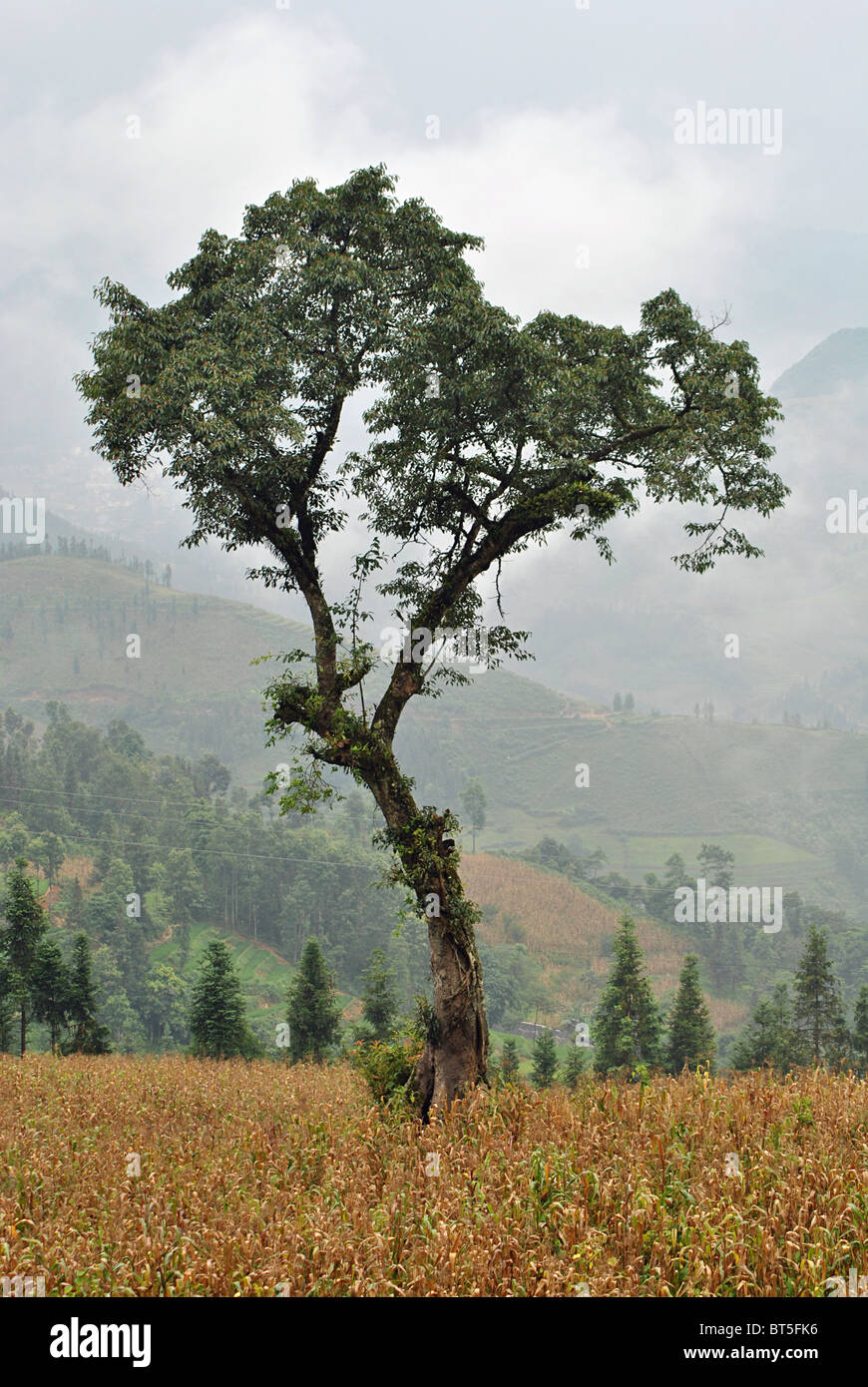 Tree and corn field, Vietnam Stock Photo - Alamy