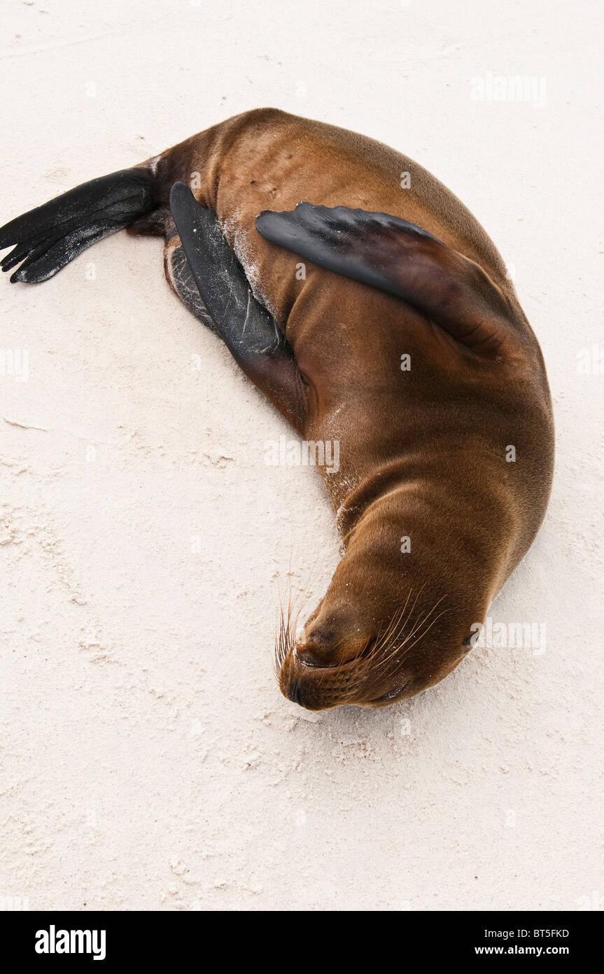 Galapagos islands ecuador isla gardner hi-res stock photography and ...