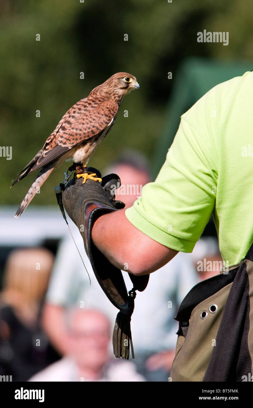 Gauntlet birds of prey hi-res stock photography and images - Alamy