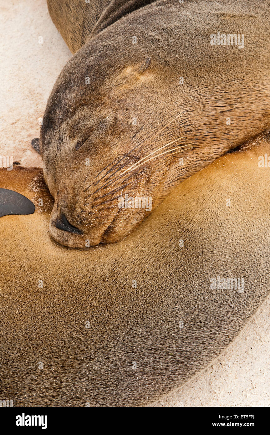 Galapagos Islands, Ecuador. Sea lion (Zalophus wollebaeki), Gardner Bay ...
