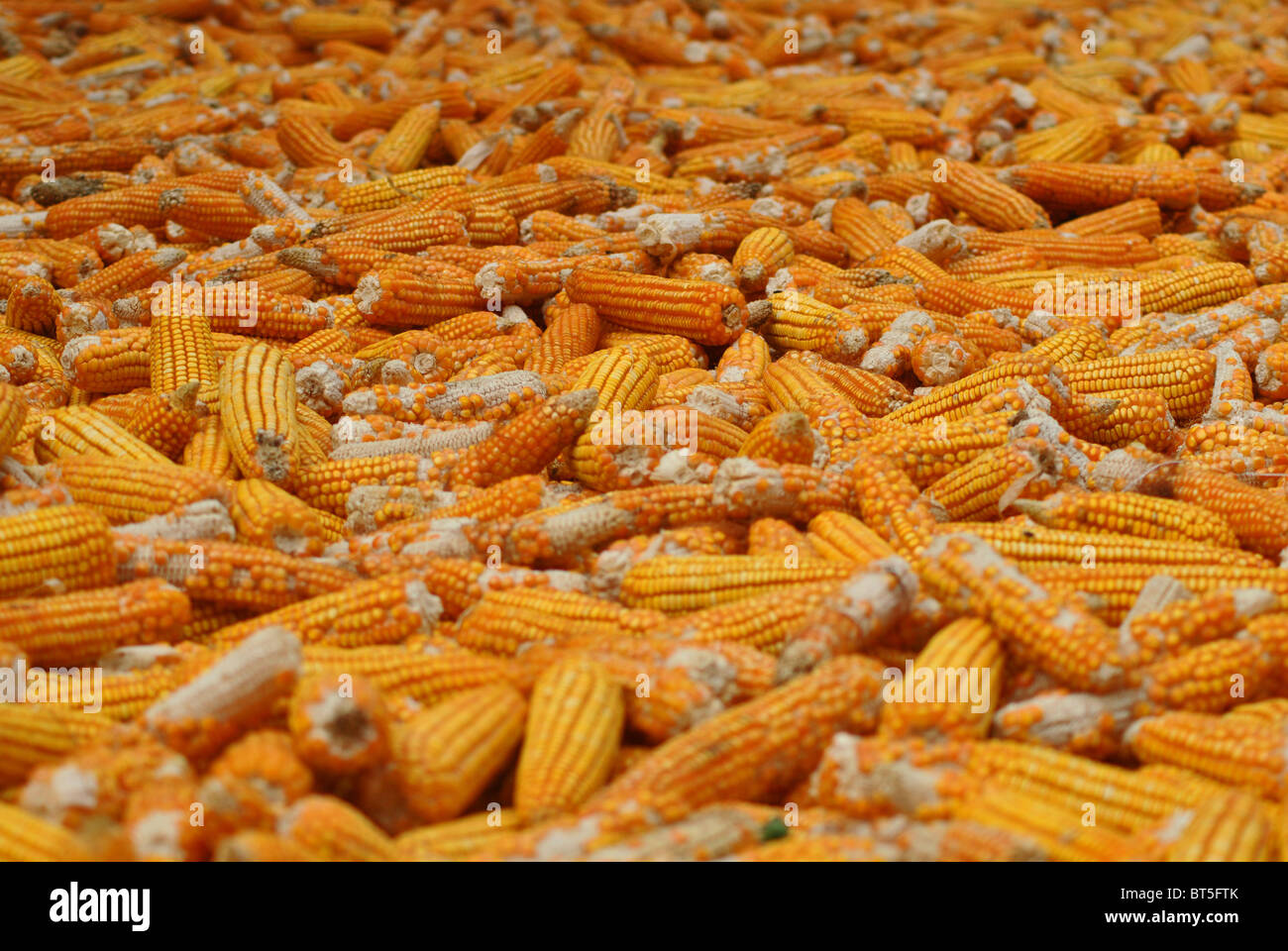 Maize drying on the cob in Vietnam Stock Photo - Alamy