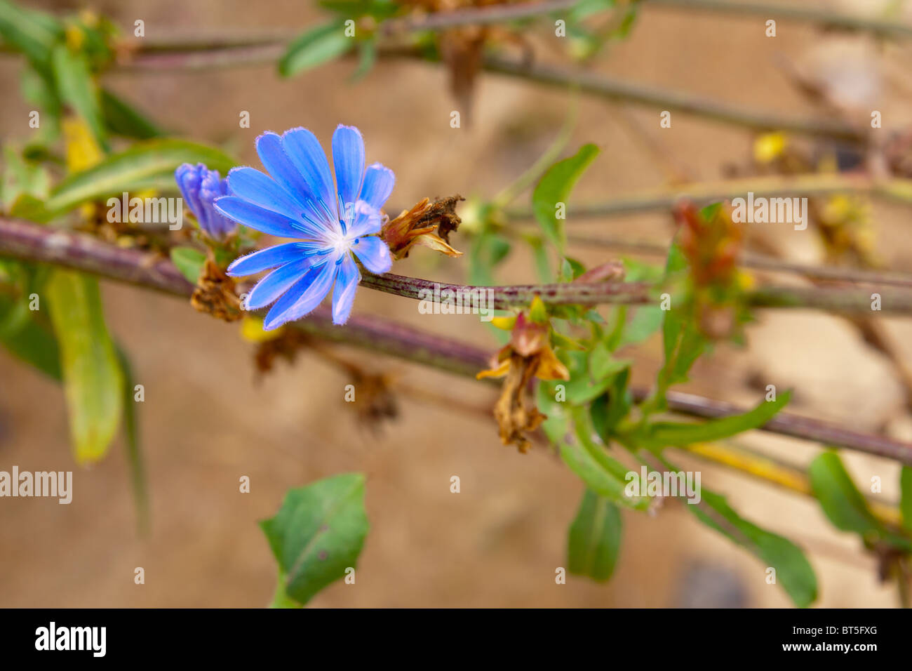 Wild flower of cichorium intybus Stock Photo - Alamy