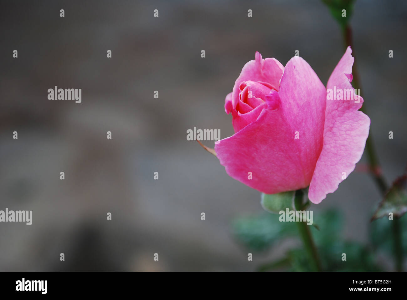 English pink rose horizontal hi-res stock photography and images - Alamy