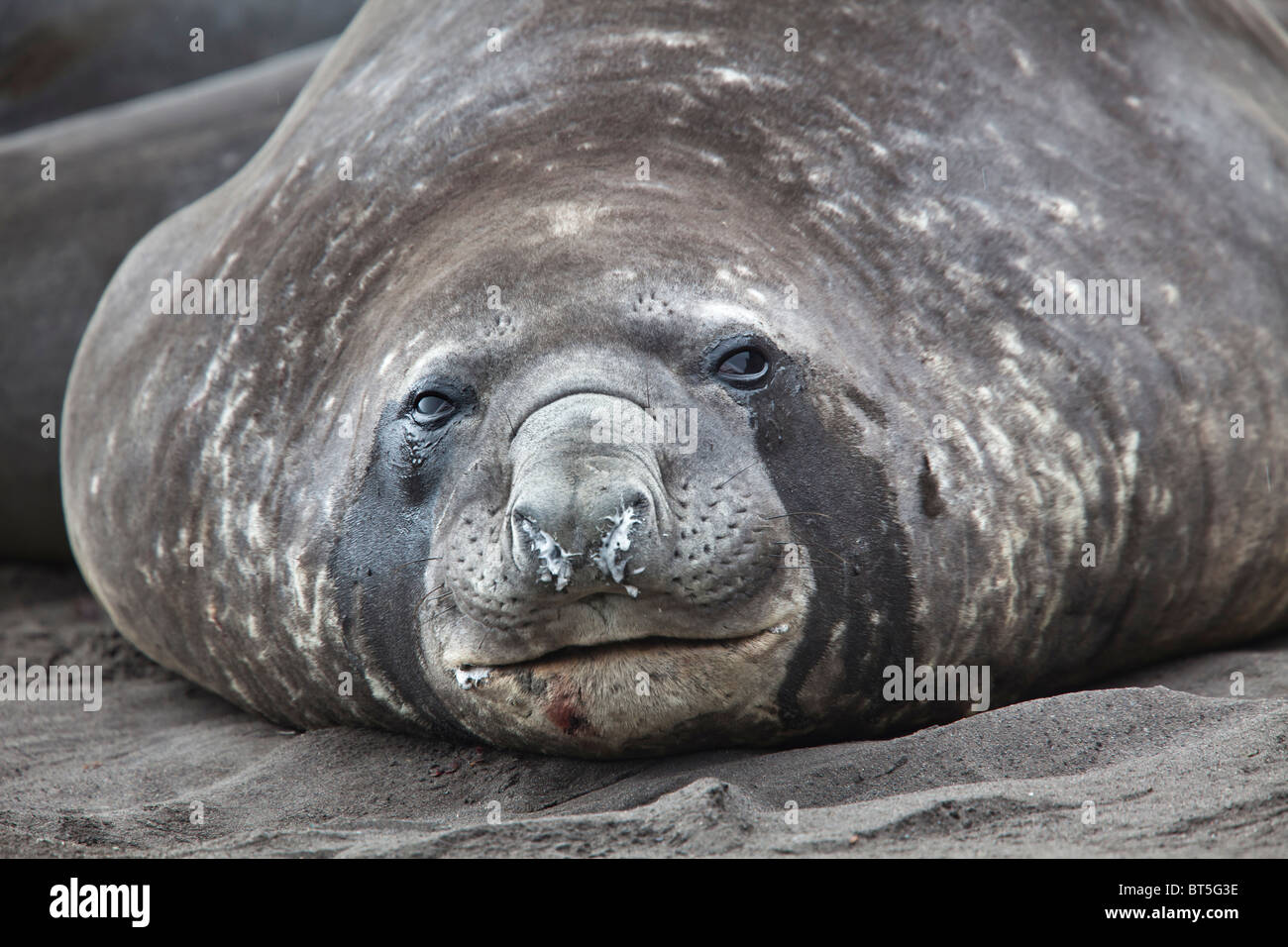 Fat elephant hi-res stock photography and images - Alamy