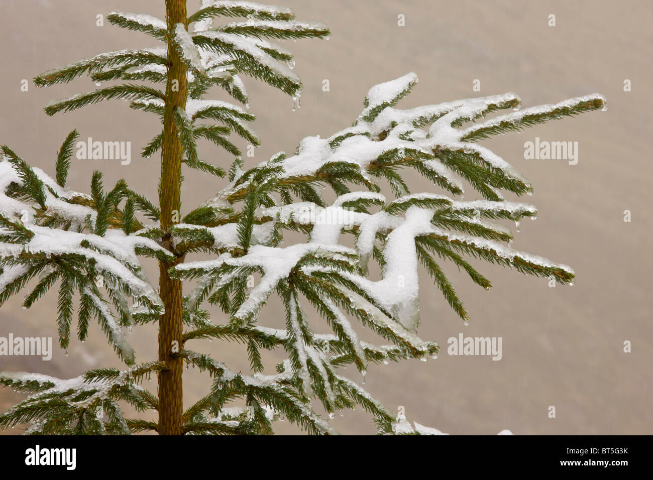 Norway Spruce tree covered with light snow and frost, high in the ...