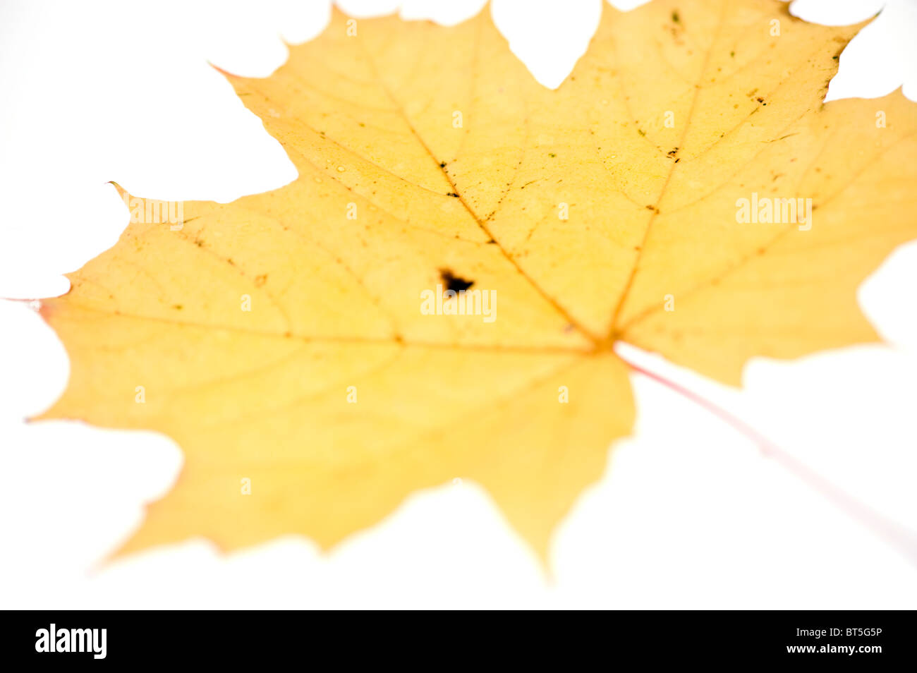 Maple leaf in fall Stock Photo - Alamy