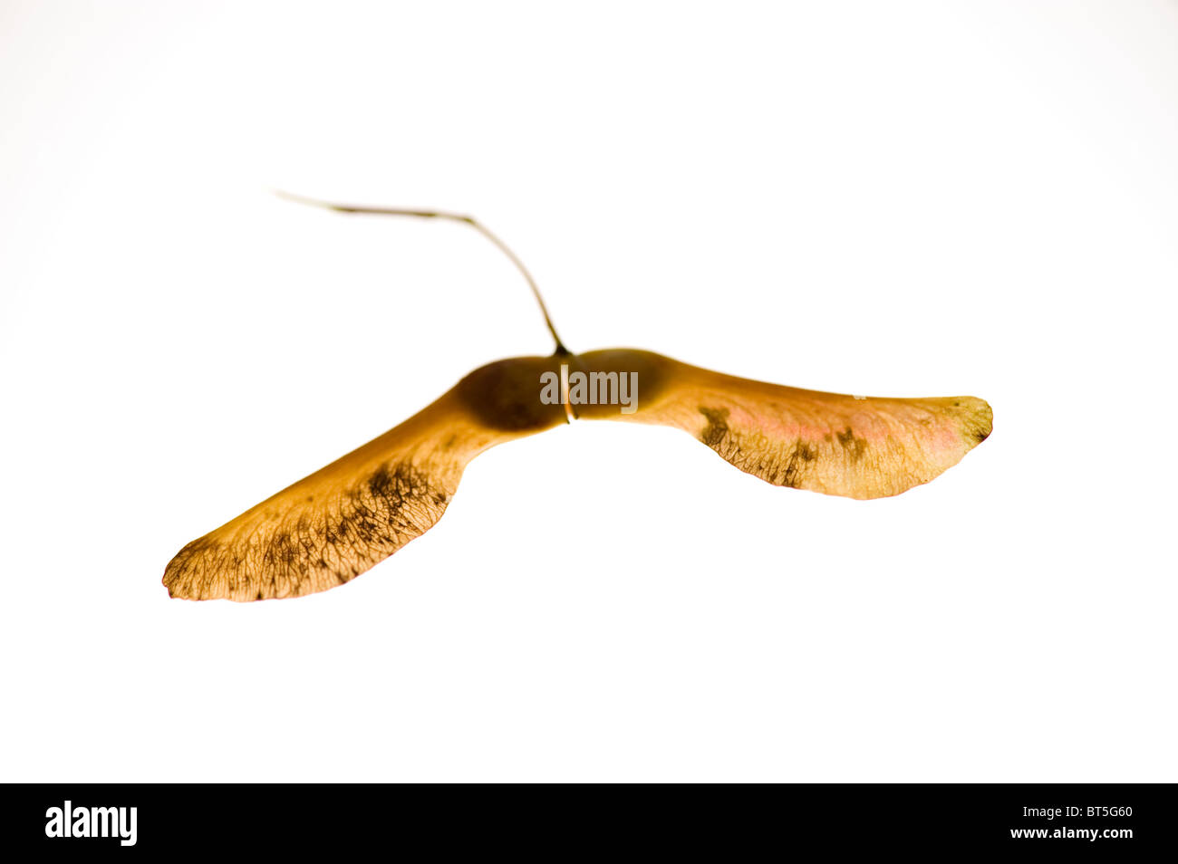 Maple seed in fall Stock Photo - Alamy