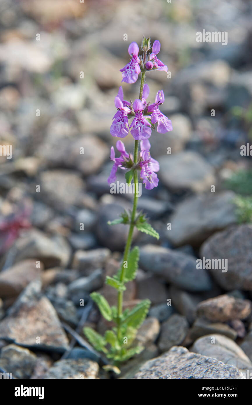 Hierba desierto hi-res stock photography and images - Alamy