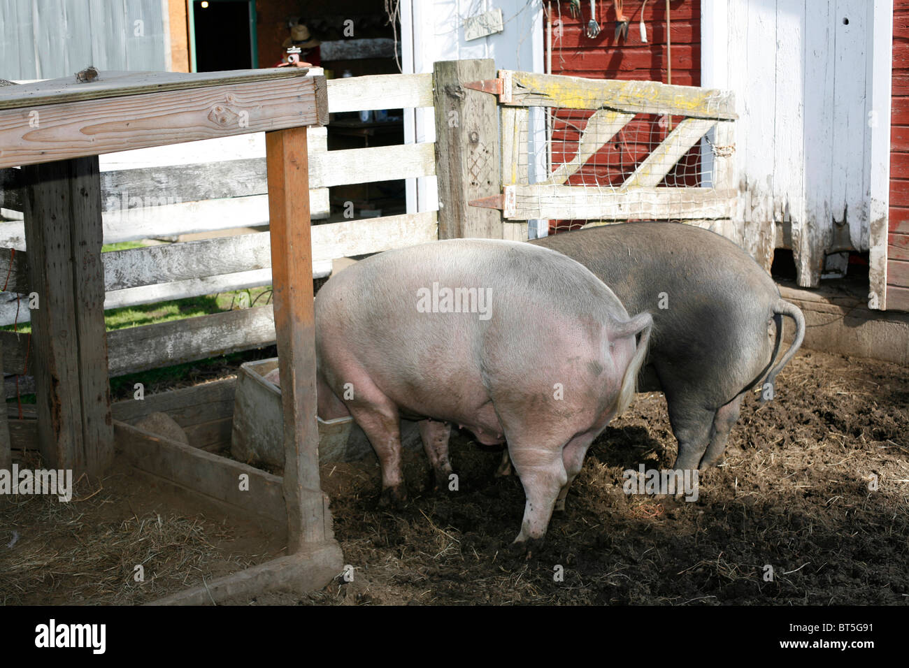 Two hogs hi-res stock photography and images - Alamy
