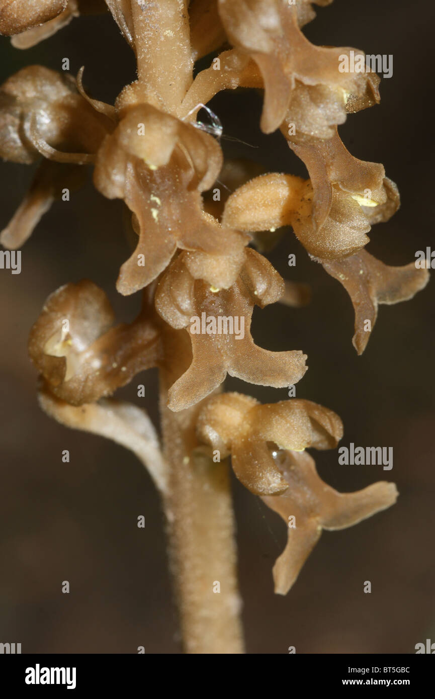 Nidis hi-res stock photography and images - Alamy