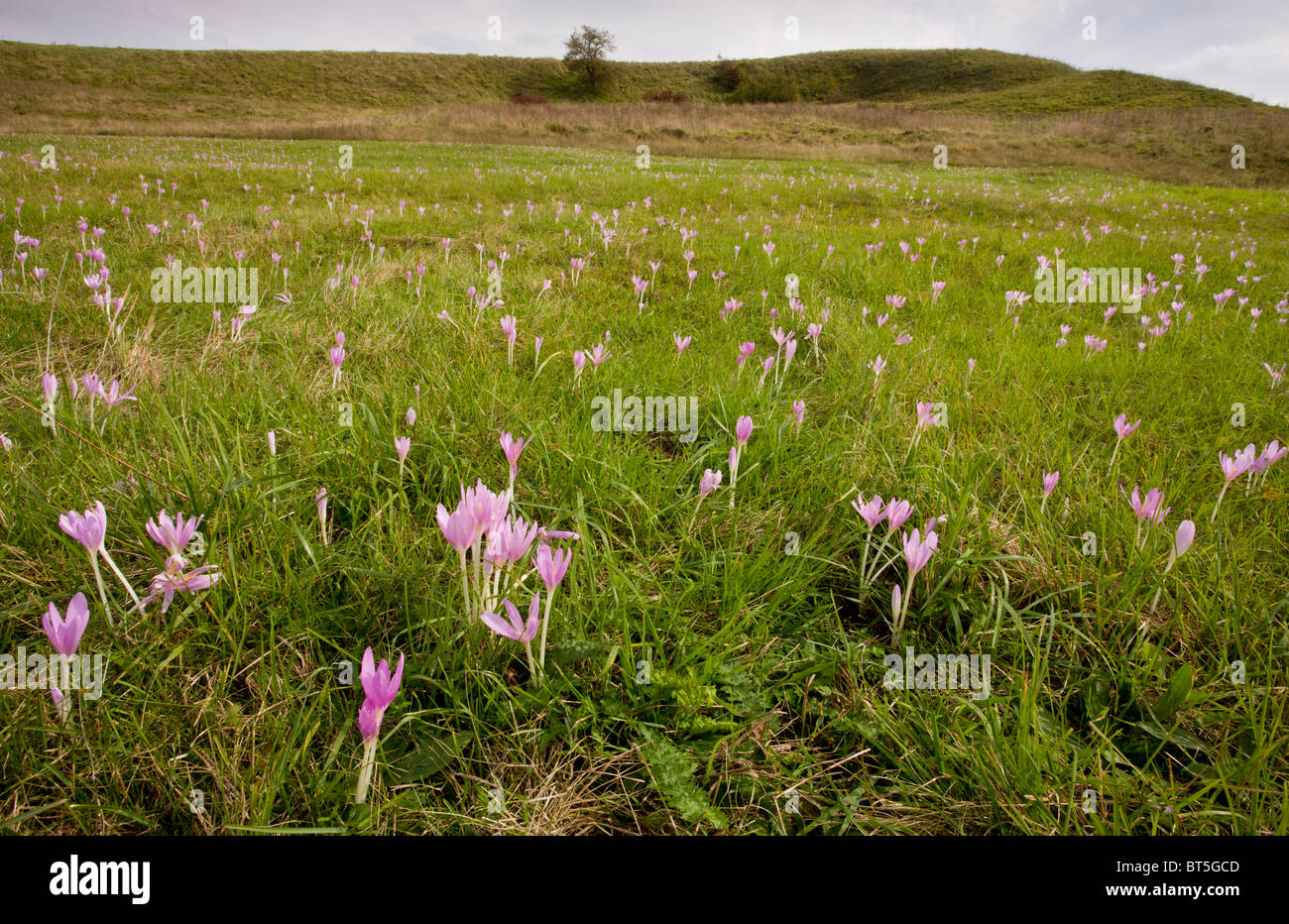 Field of Autumn Crocus or Meadow Saffron, Colchicum autumnale in flower ...