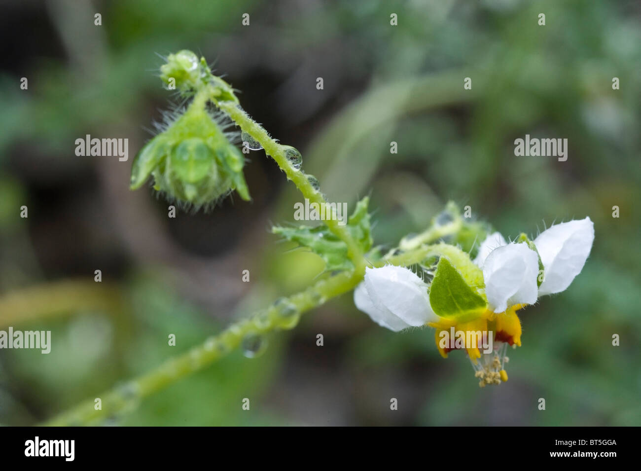 Loasa elongata ortiga plant hi-res stock photography and images - Alamy