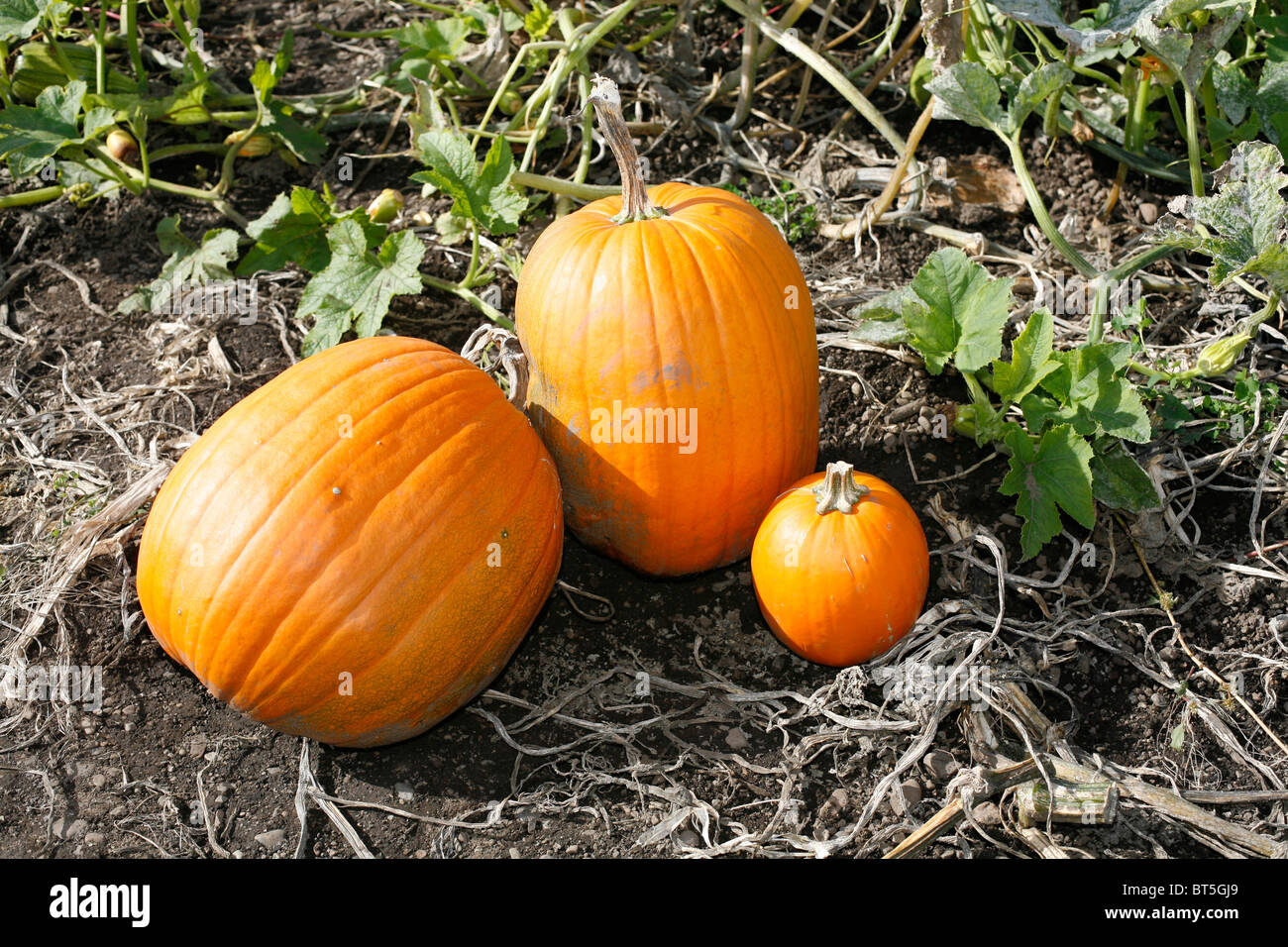 Pumpkins at pumpkin patch Stock Photo - Alamy