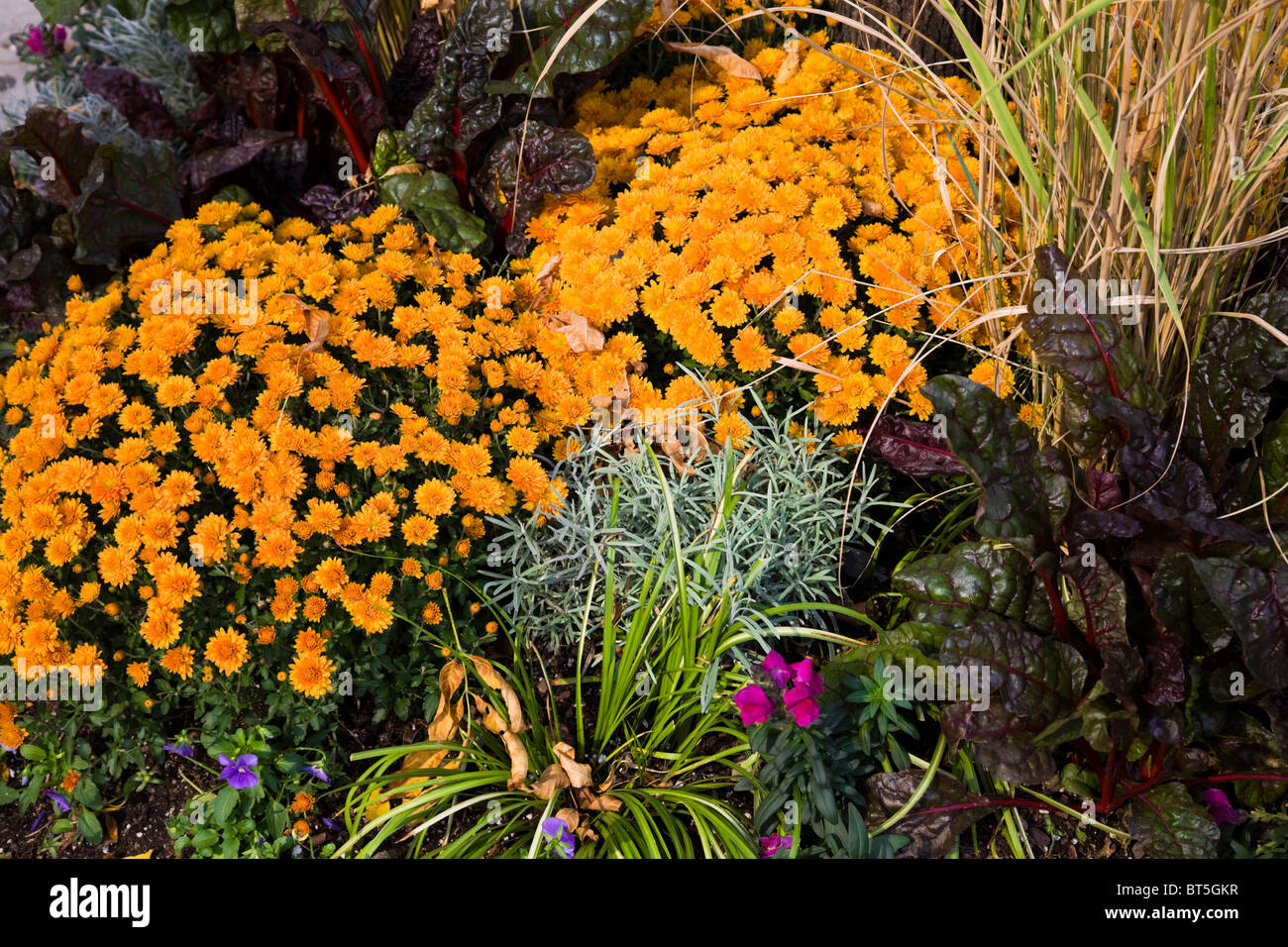 Fall garden hi-res stock photography and images - Alamy