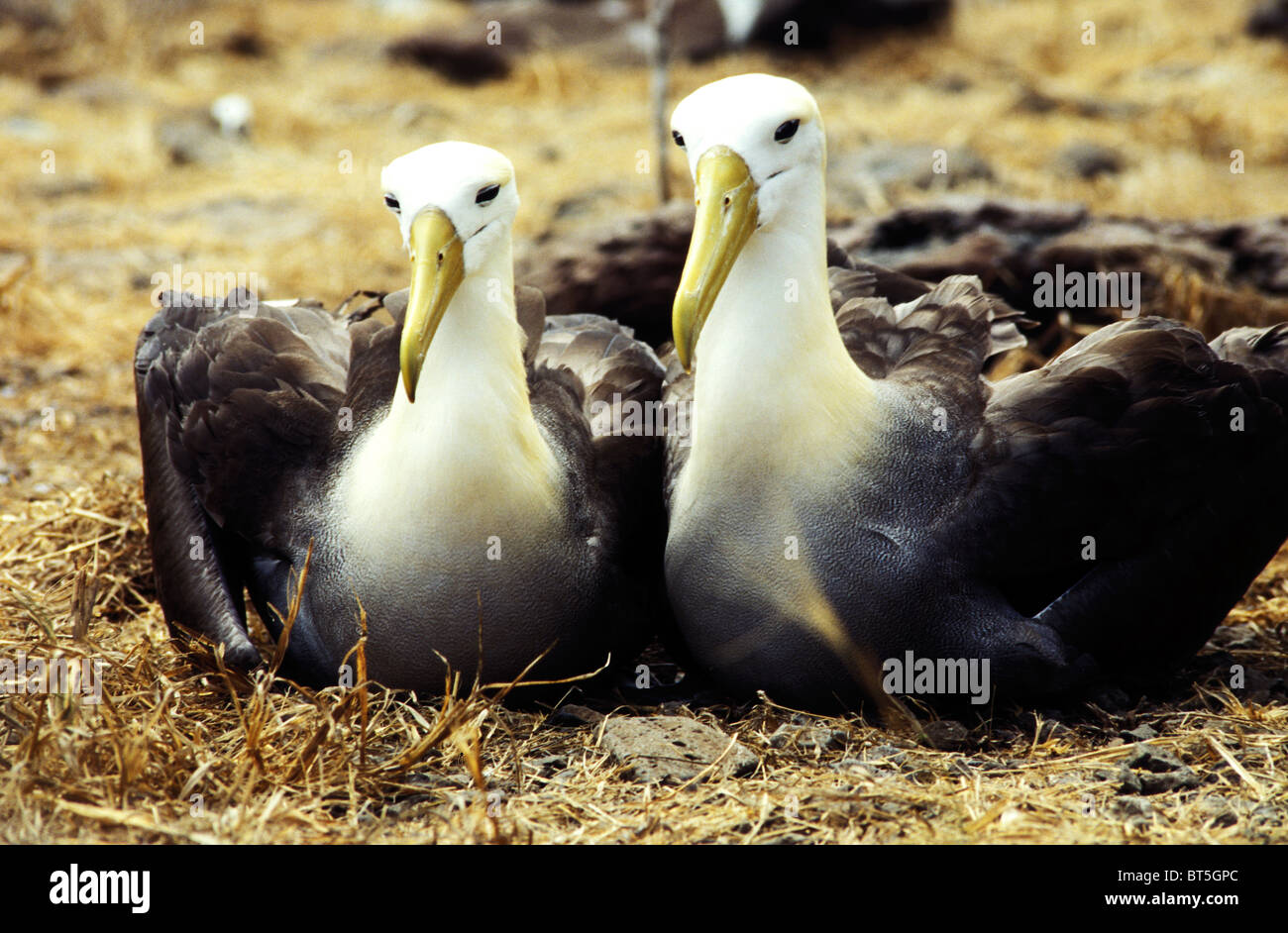 albatross nesting, hood island, Galapagos Islands, Ecuador Stock Photo ...
