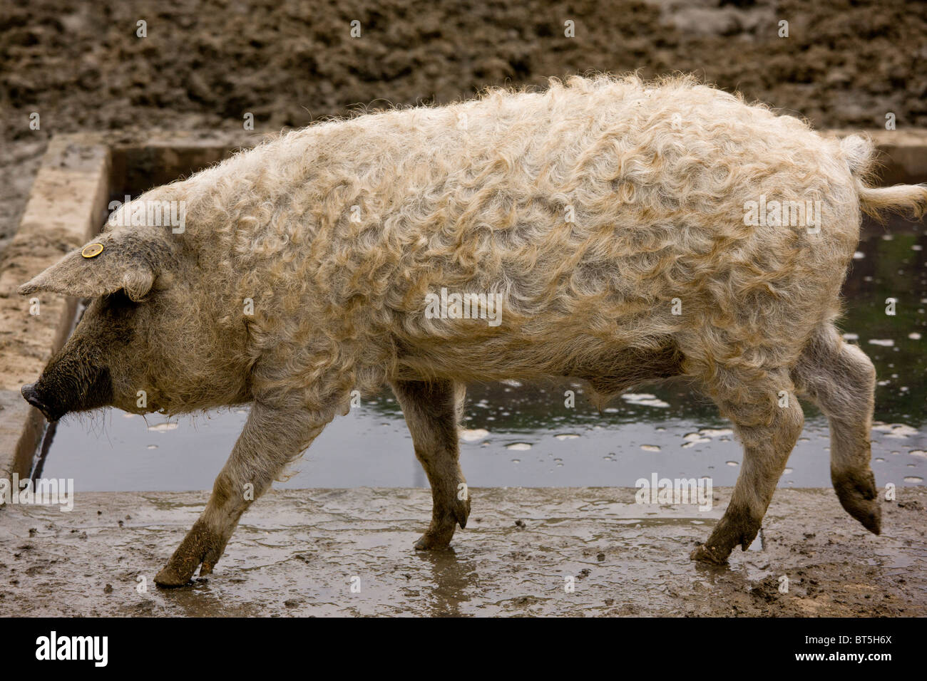 Blonde Mangalica Wooly pig; rare breed in the Hortobagy National Park ...