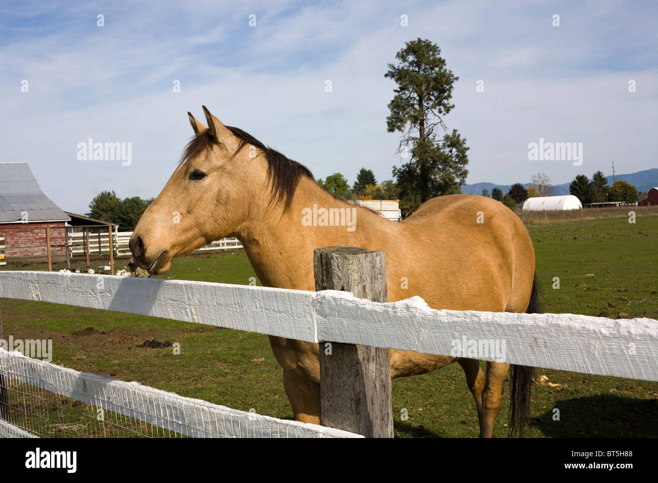 Tan colored horse at farm setting Stock Photo - Alamy