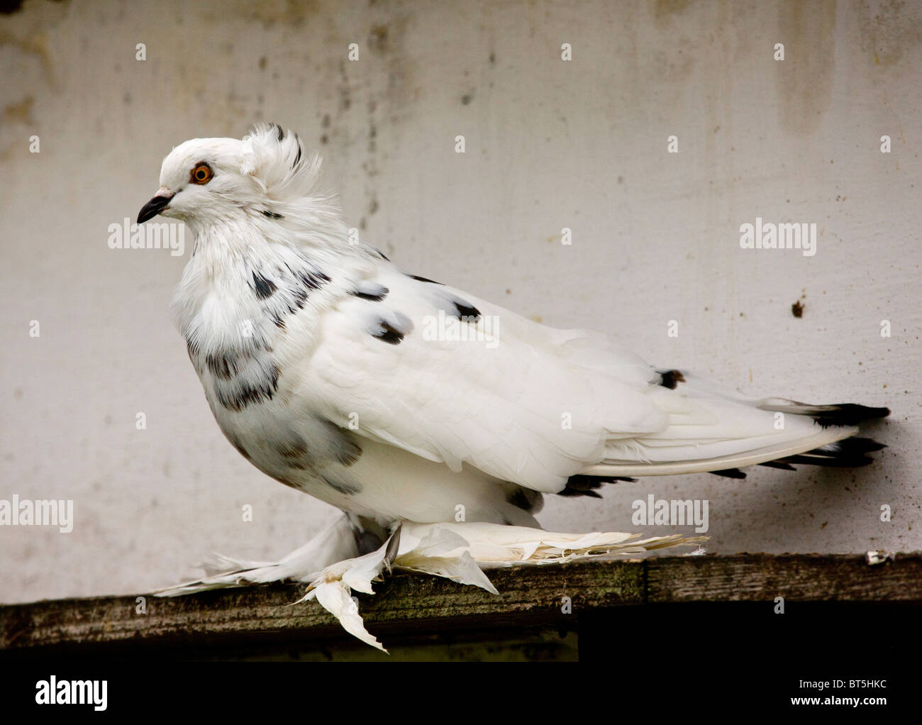 Giant pigeon hi-res stock photography and images - Alamy