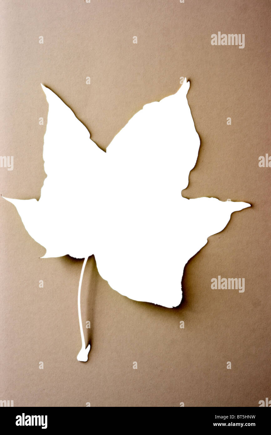 White leaf contour on a cream background Stock Photo - Alamy