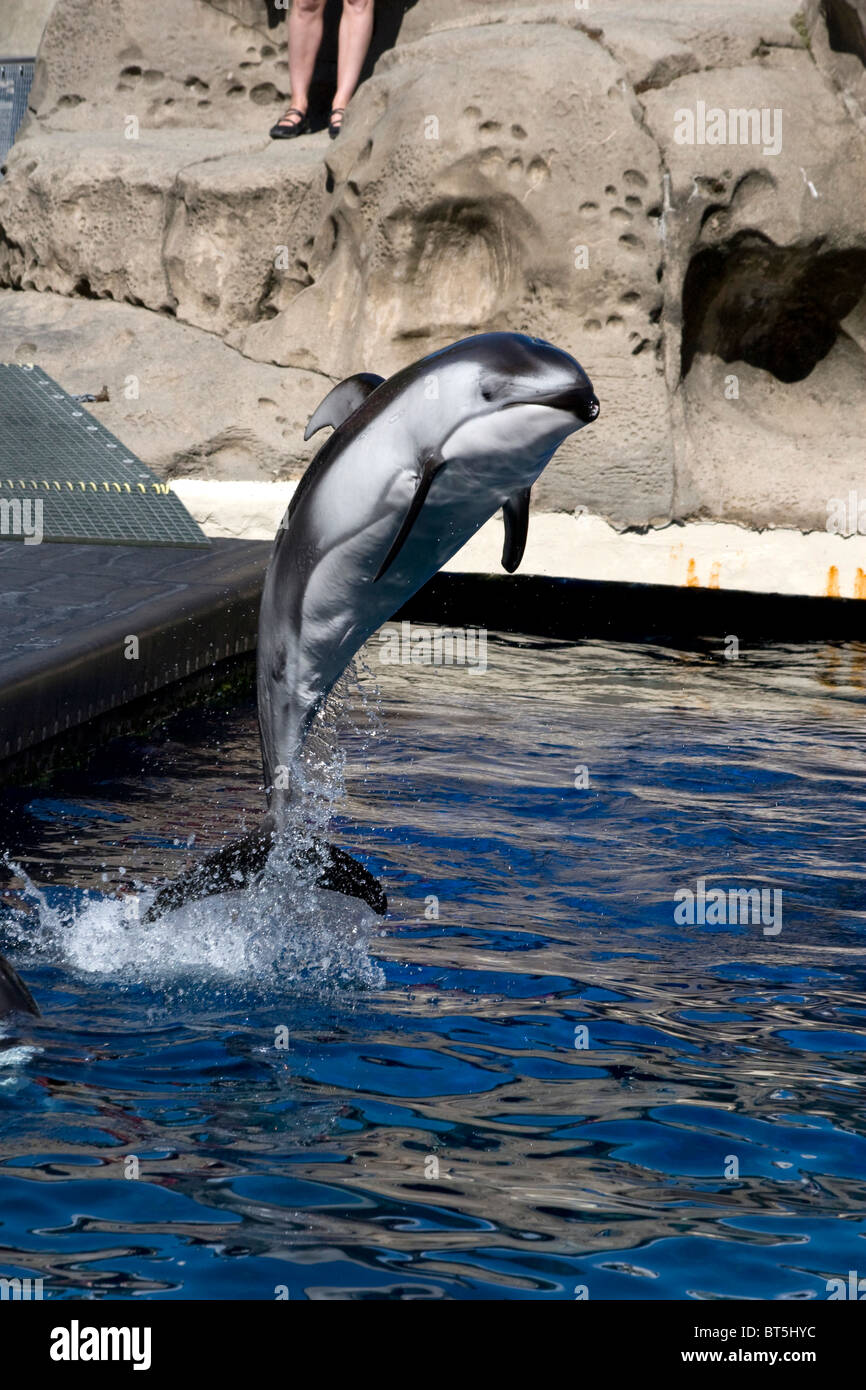 Pacific white-sided dolphin at Vancouver Aquarium Stanley Park Stock ...